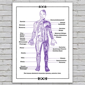 Customizable Anatomy Bone Muscle Medical Artwork Purple Vintage Retro ...