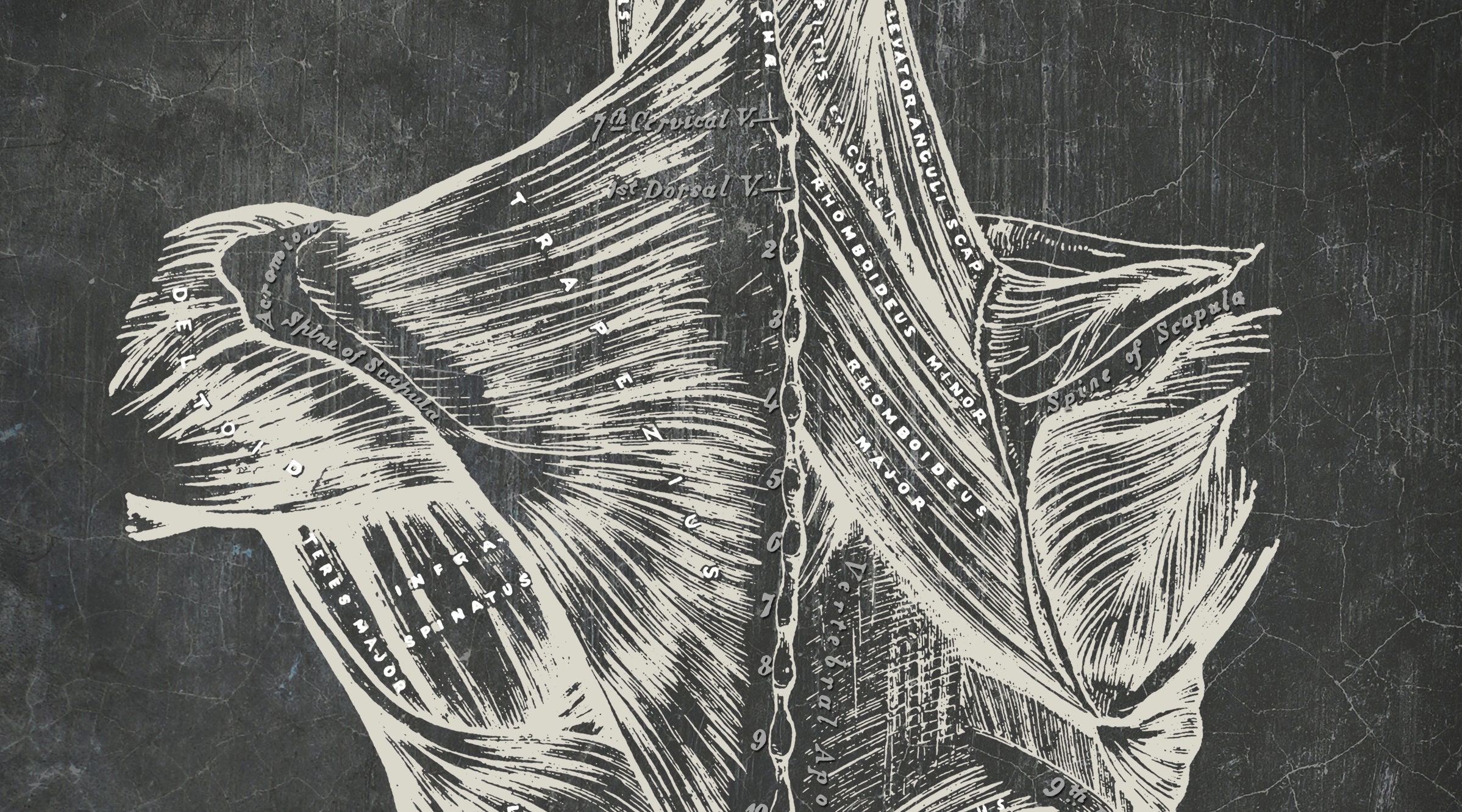 Gray's Anatomy Back Muscles Art Print: Sand Blackboard Texture (digital ...