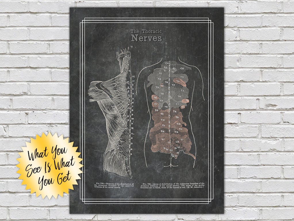 Thoracic Nerves Anatomy Art Print: Sand on Blackboard - Etsy