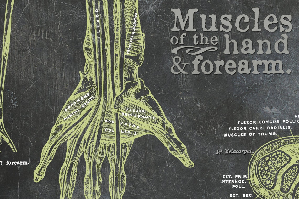 Human Hand Anatomy Reference Chart in Custom Colors // Massage - Etsy