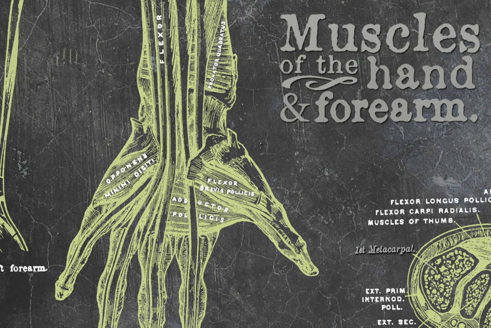 Human Hand Anatomy Reference Chart in Custom Colors // Massage - Etsy