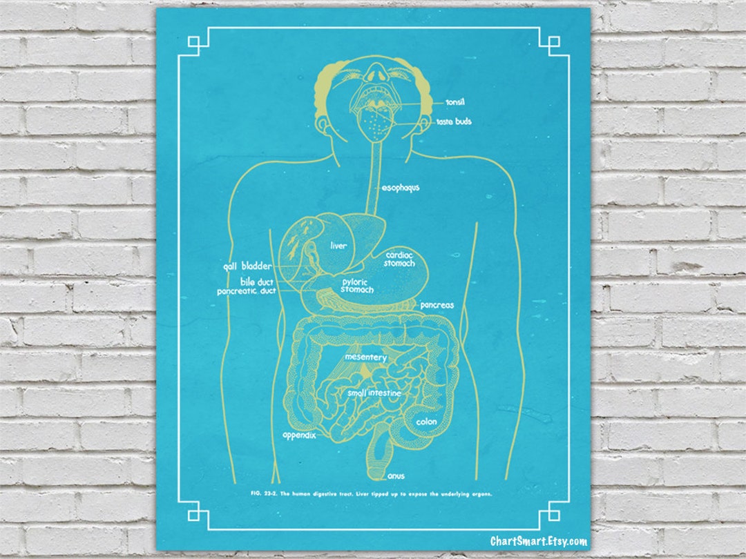 Digestive Tract Poster GI Anatomy Art 8x10 11x14 16x20 18x24 24x36 - Etsy