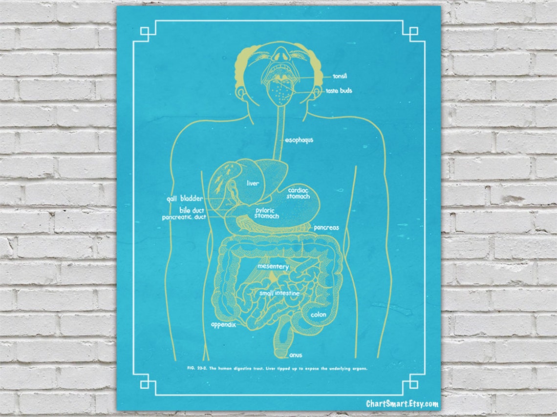 Digestive Tract Poster GI Anatomy Art 8x10 11x14 16x20 18x24 24x36 ...
