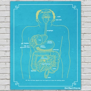 Digestive Tract Poster GI Anatomy Art 8x10 11x14 16x20 18x24 24x36 ...