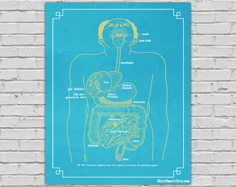 Gut Health Poster - Etsy
