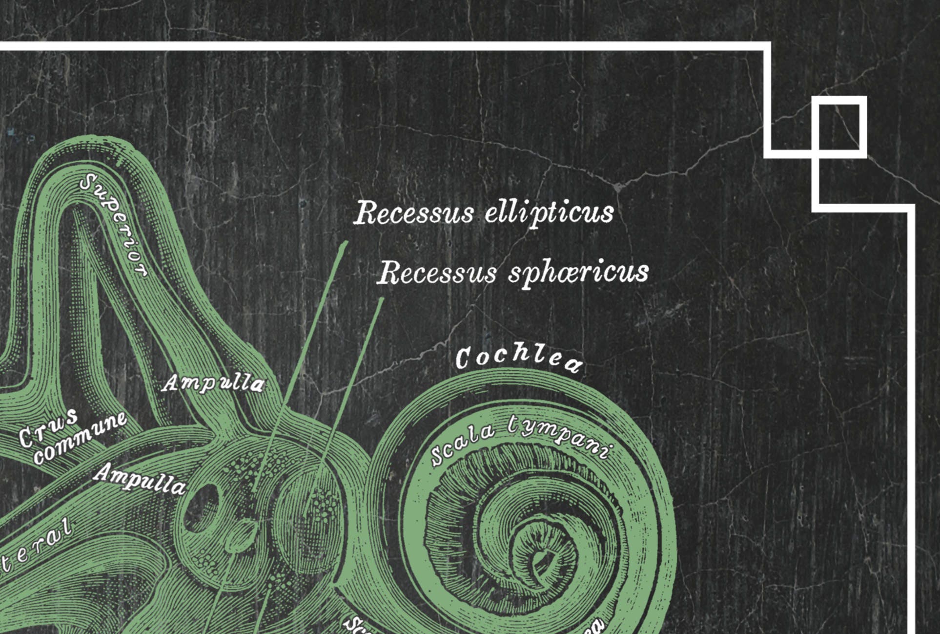 Customizable Ear Anatomy Family Medicine Pediatrician ENT | Etsy
