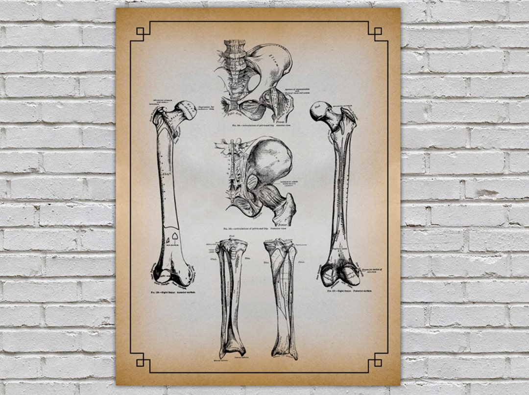 Anatomy Poster: Leg & Hip Bones - Gray's Anatomy Art - Etsy