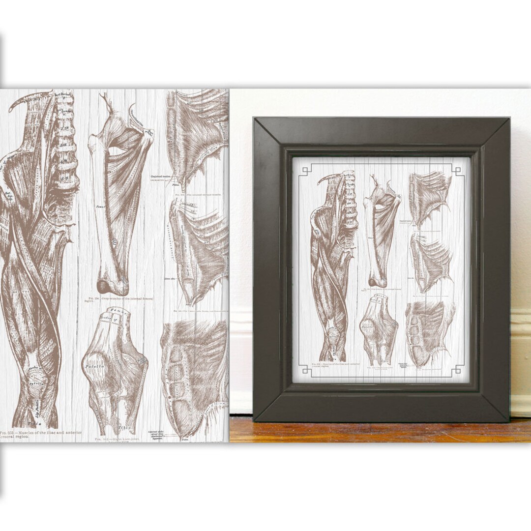 Core Muscles Upper Leg Anatomy Customizable Poster 8x10 9x12 11x14 ...