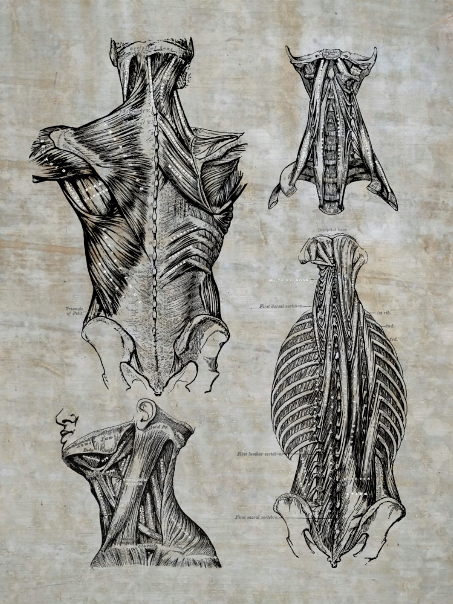 Back & Neck Muscles Anatomy Poster: Physical Therapy Art - Etsy