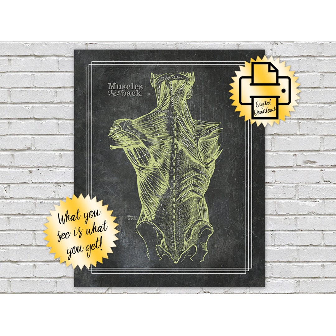 Print at Home 8x10 Grays Anatomy Back Muscles Chart Vintage Medical ...