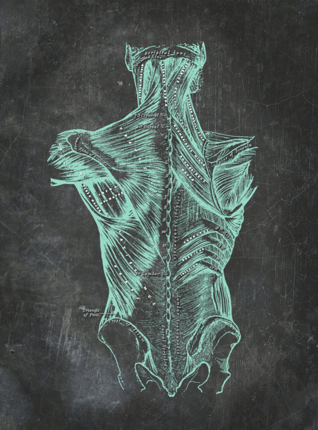 Gray's Anatomy Back Muscles Chart: Vintage Medical Art Print (digital ...