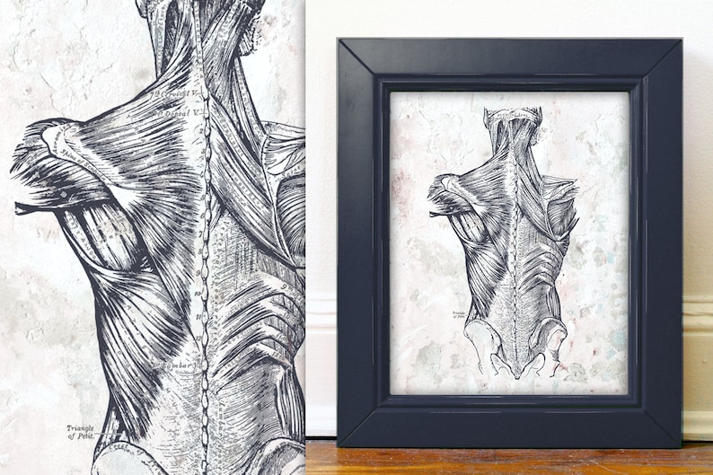 Back Muscles Custom Print Anatomy Art Chiropractic Clinic - Etsy