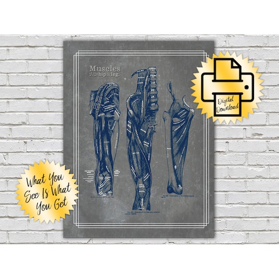 Leg Muscles Anatomy Navy Blue // Print at Home // 11x14 // | Etsy
