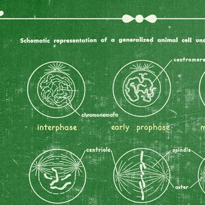 Customizable Mitosis Cell Division Biology Textbook Science Artwork ...