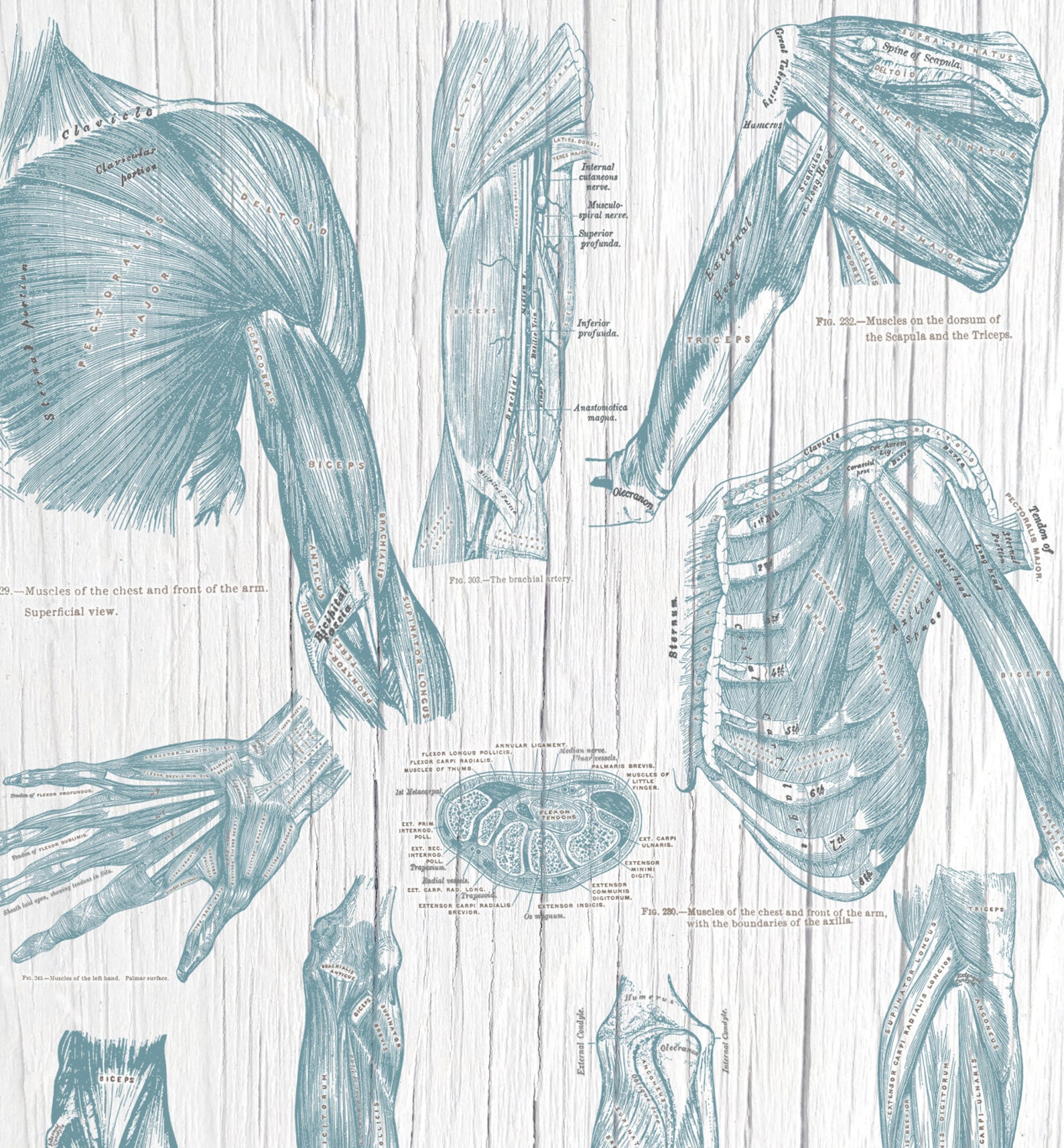 Customizable Grays Anatomy Shoulder and Arm Muscles Blue White - Etsy