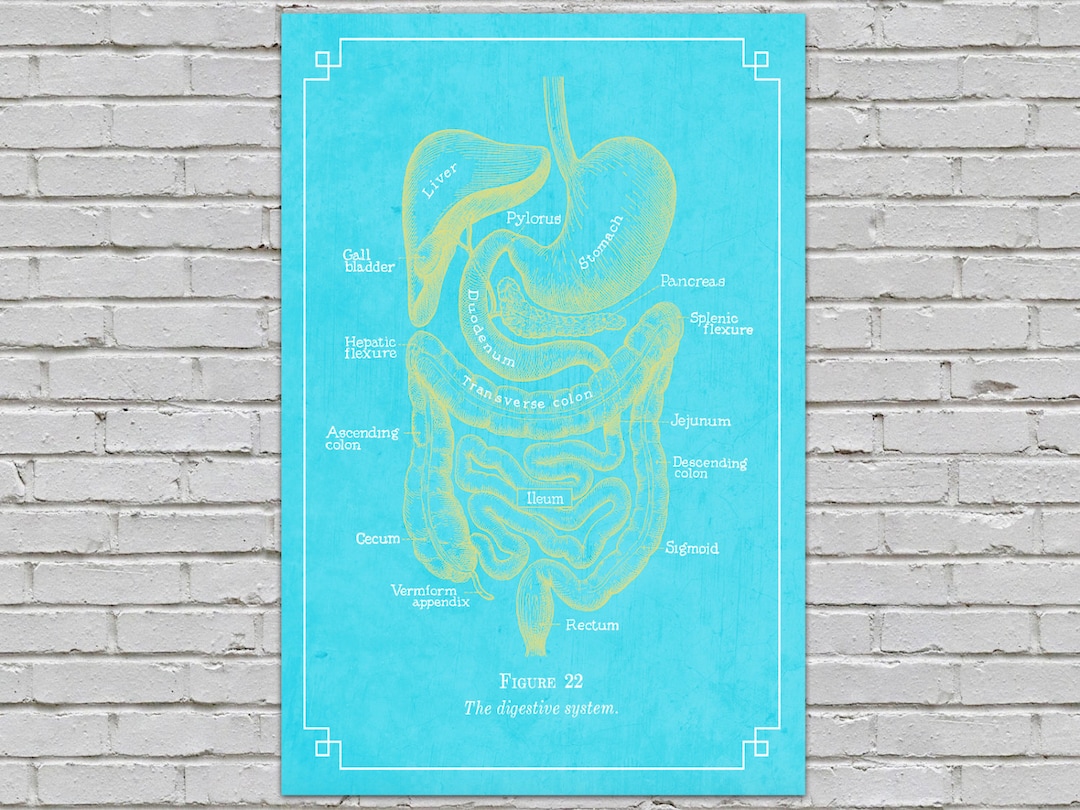 Customizable Digestive System Gastrointestinal Tract Poster Yellow and ...