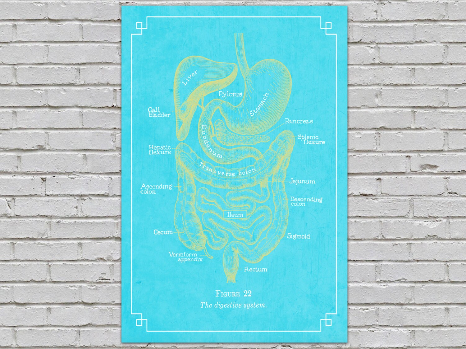 Customizable Digestive System Gastrointestinal Tract Poster | Etsy