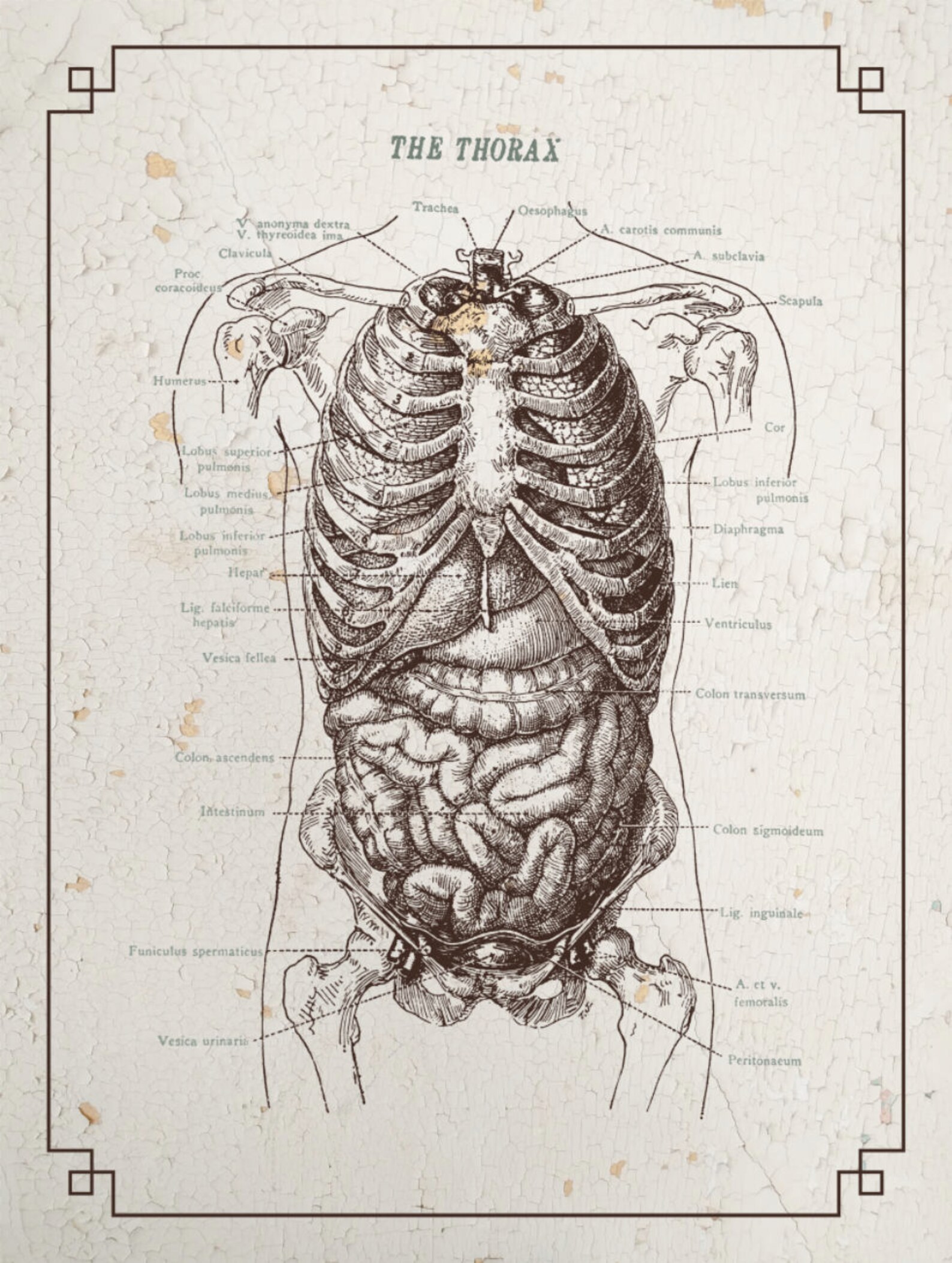 Gray's Anatomy Thorax Print: Customizable Medical Art Gift - Etsy