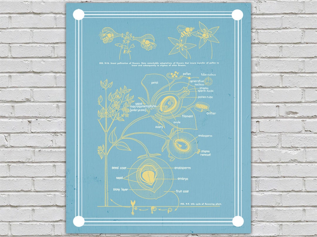 Botanical Anatomy Parts of a Flower Gardener Botanist Poster 8x10 11x14 ...