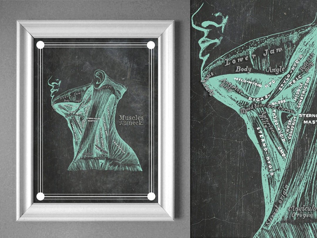 Gray's Anatomy Neck Muscles Poster: Customizable Mint & Charcoal - Etsy
