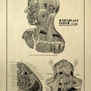 Myofascial Release Fascia Head and Neck Customizable Poster for Massage ...