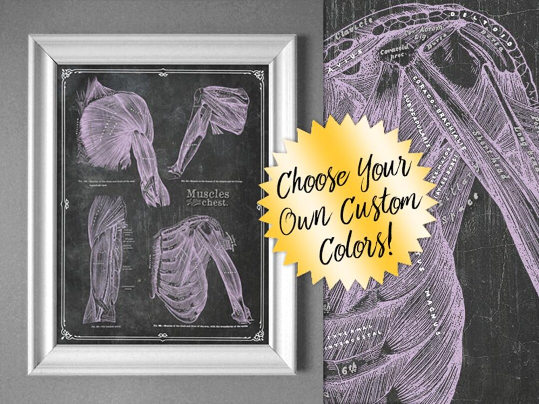 Chest Muscle Pecs Anatomy Shoulder Joint for Personal Trainer Massage ...