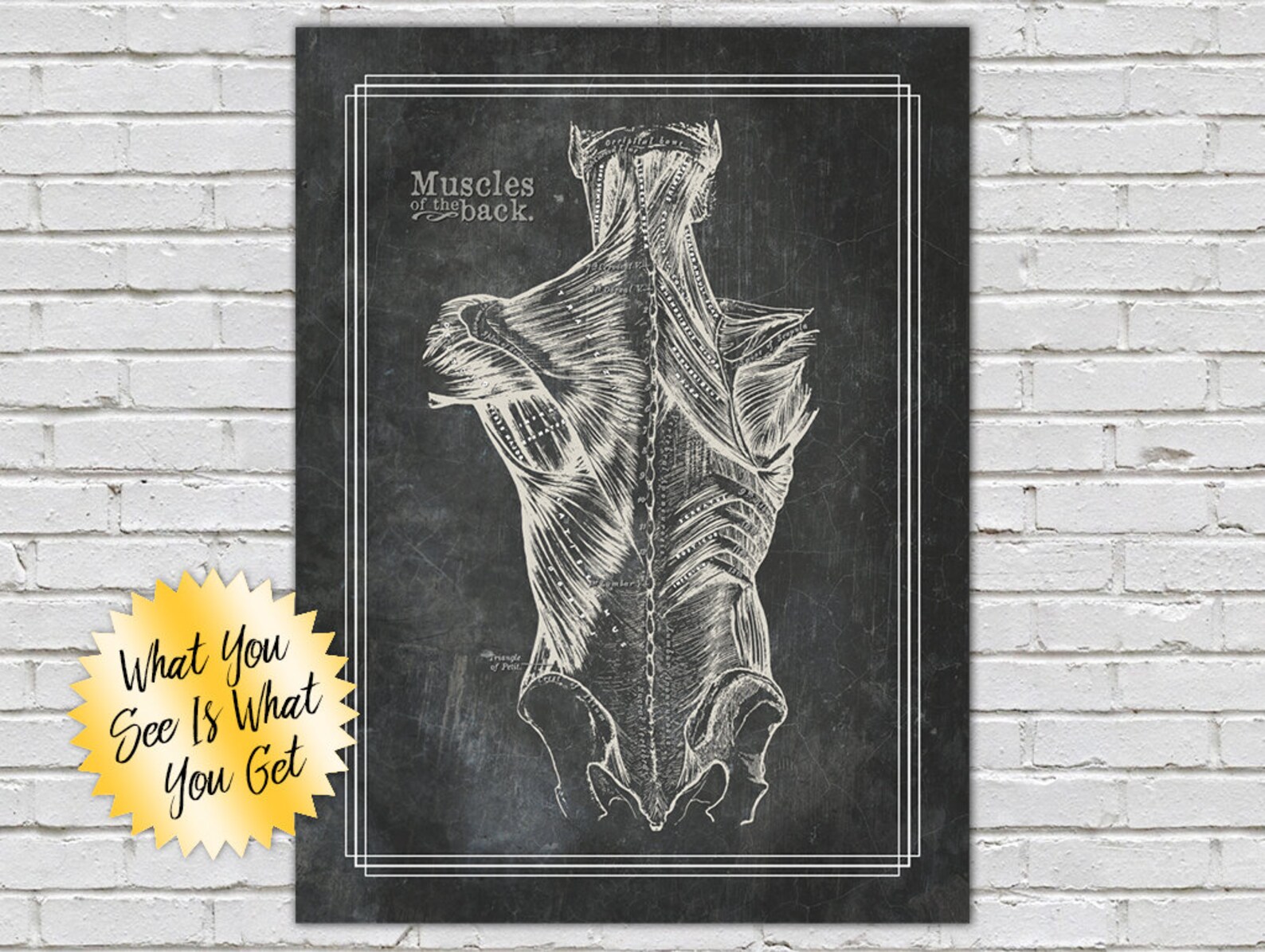 Back Anatomy in Sand on Blackboard // Massage Therapists // Physical ...