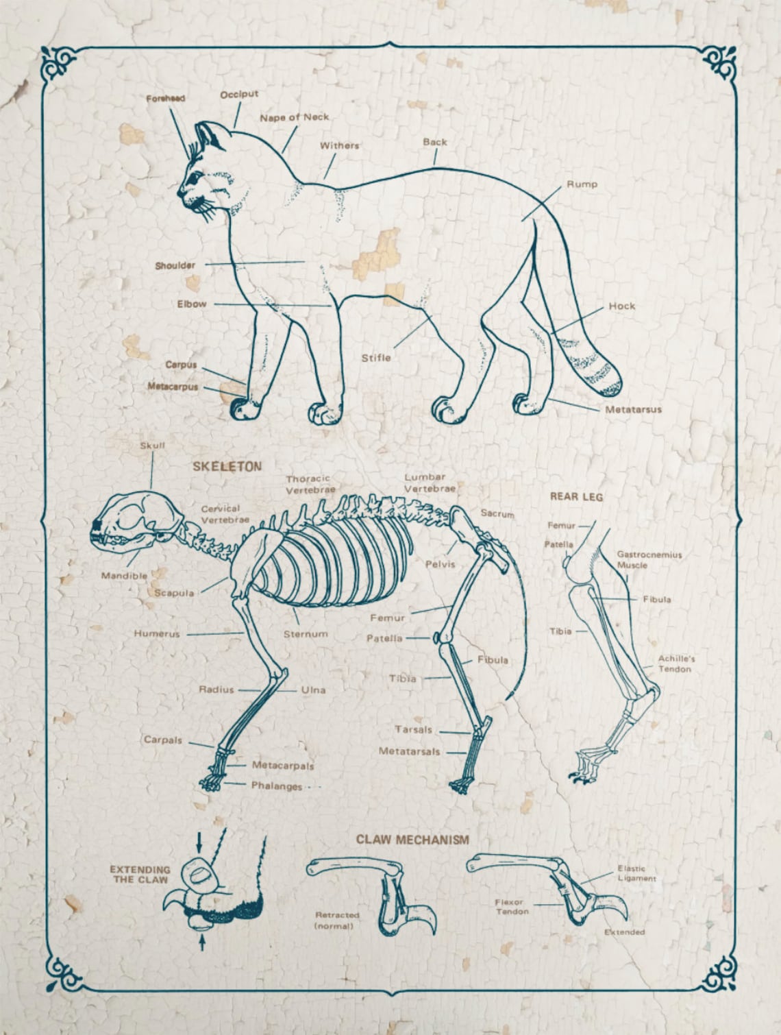 Cat Anatomy Chart Feline Skeletal Reference Claw Mechanism | Etsy