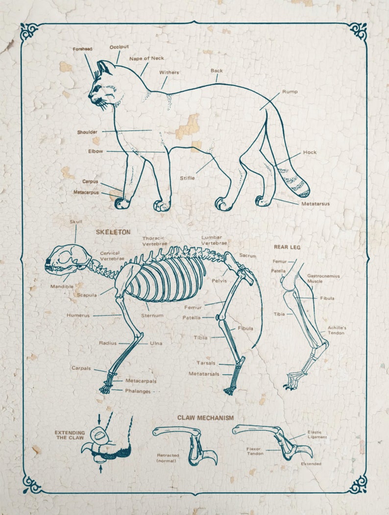 Cat Anatomy Chart Feline Skeletal Reference Claw Mechanism | Etsy
