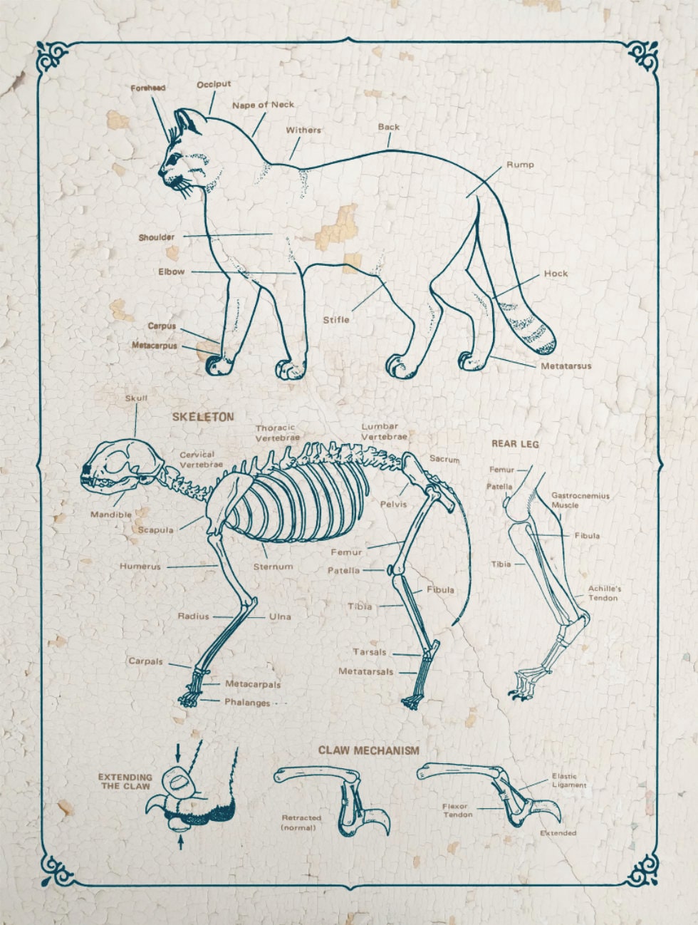 Cat Anatomy Chart Feline Skeletal Reference Claw Mechanism | Etsy
