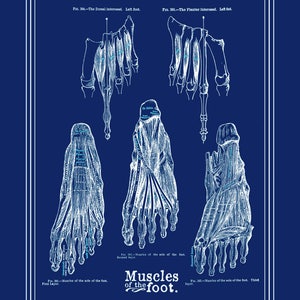 Physical Therapist Gift Set of 8 Anatomy Posters White on Navy Blue ...