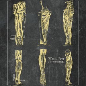 Leg Anatomy Art Print: Yellow Muscles on Chalkboard - Etsy