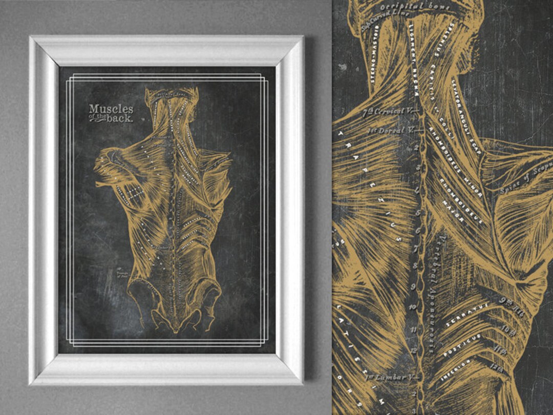 Personal Trainer Back Muscles Poster Fitness Studio Home Gym 8x10 9x12 ...