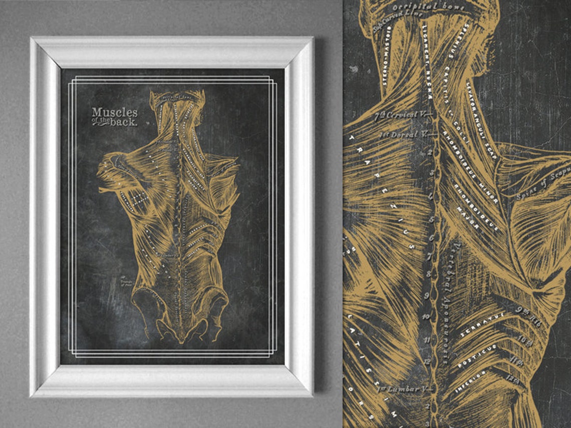Customizable Grays Anatomy Bronze Back Muscles Chart Charcoal Grey ...