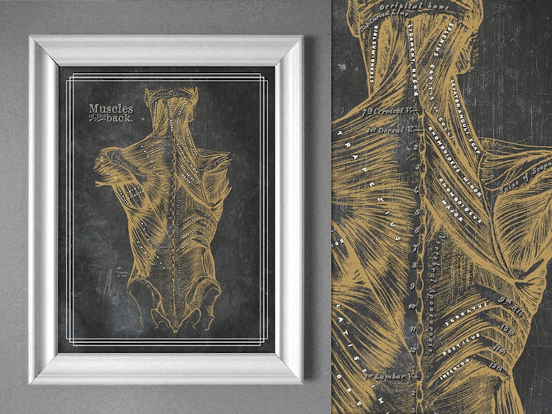 Personal Trainer Back Muscles Poster Fitness studio Home Gym | Etsy