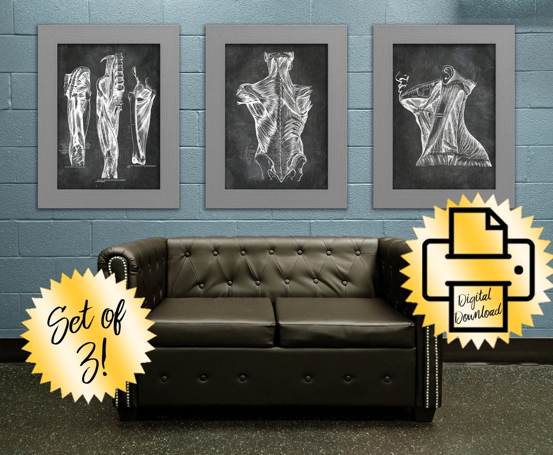 Set of 3 Exercise Room Anatomy Wall Decor Muscle Posters 11x14 Digital ...