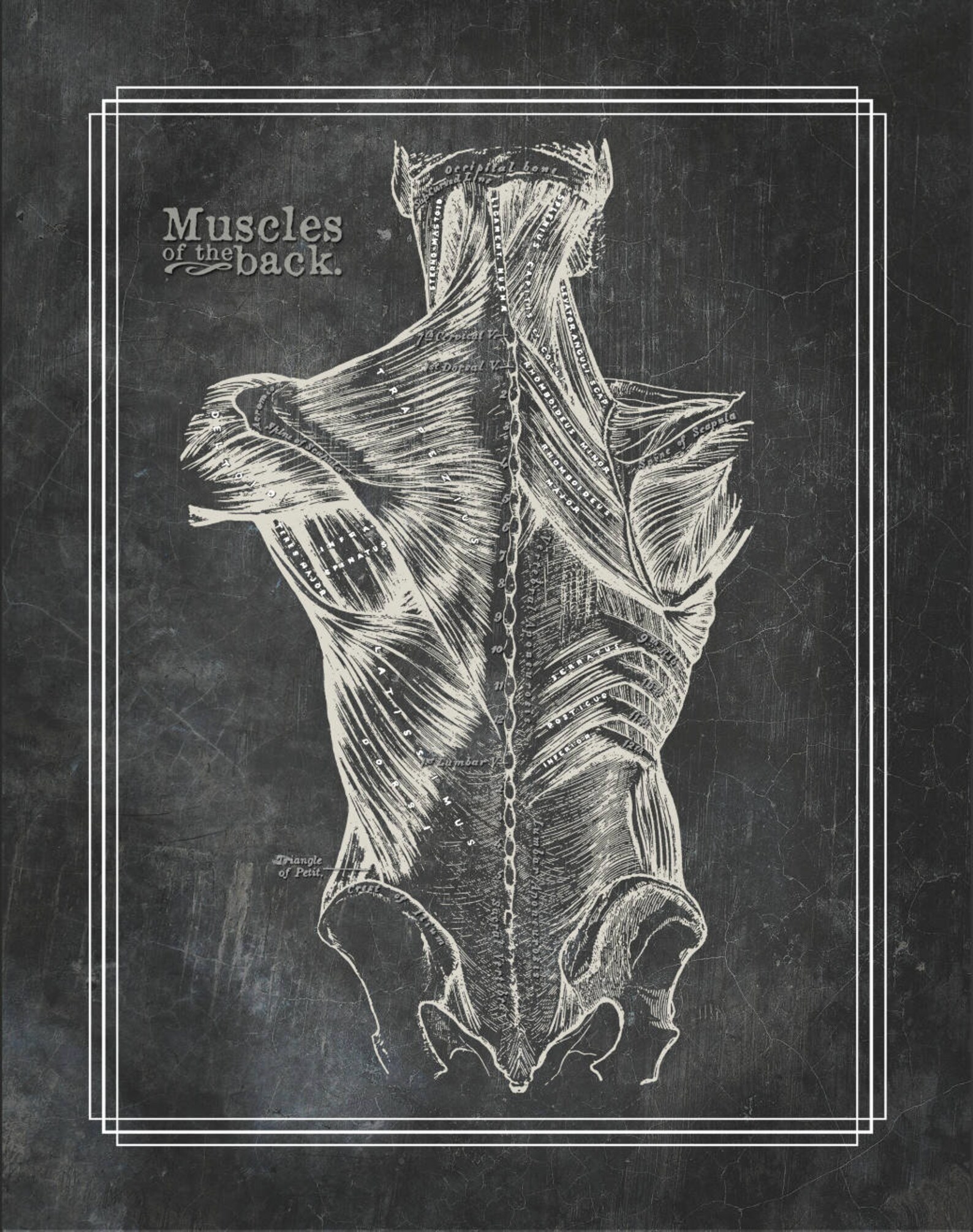 Back Anatomy in Sand on Blackboard // Massage Therapists // - Etsy