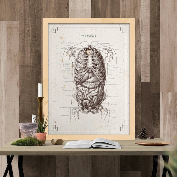 Digestive System Poster - Etsy