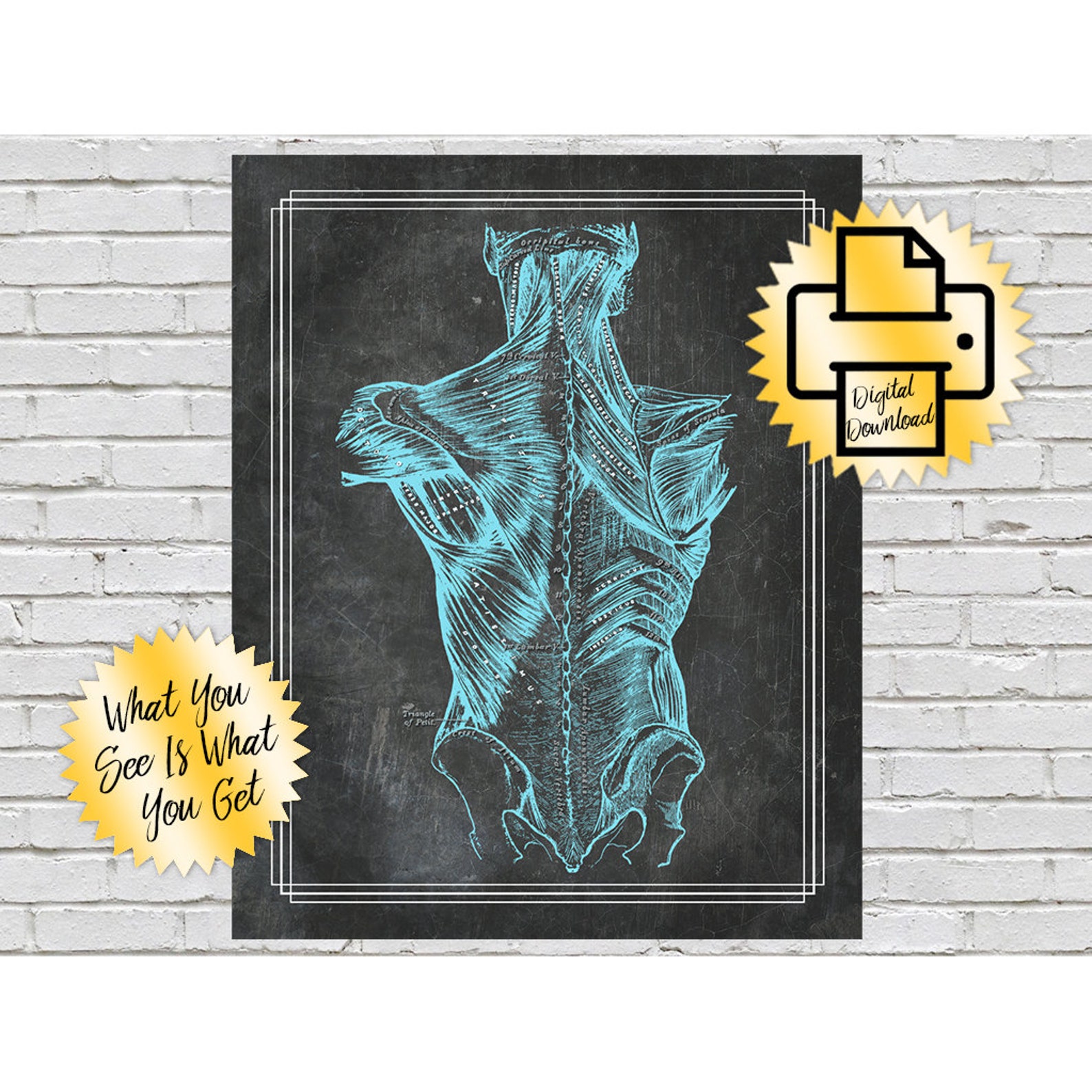 Print at Home Grays Anatomy Back Muscles Aqua Blue Textured - Etsy