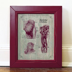 Customizable Gray's Anatomy Gluteus Maximus Hip Hamstrings Muscles ...