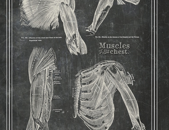 Diagrama De Anatomía Del Pecho