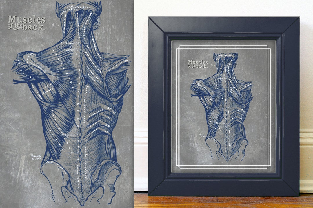 Printable Back Muscle Artwork // 11x14 // Navy Gray Textured Artwork ...