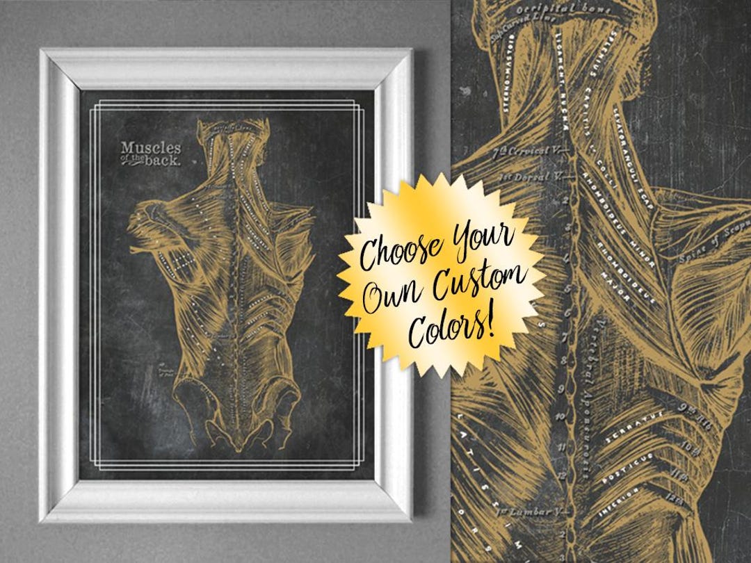 Back Muscle Poster for Gyms Personal Trainers Massage Therapists ...