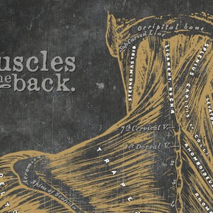 Back Muscles Custom Print Anatomy Art Chiropractic Clinic Poster ...