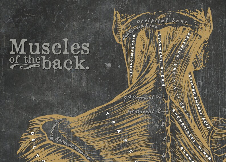 Personal Trainer Back Muscles Poster Fitness studio Home Gym | Etsy