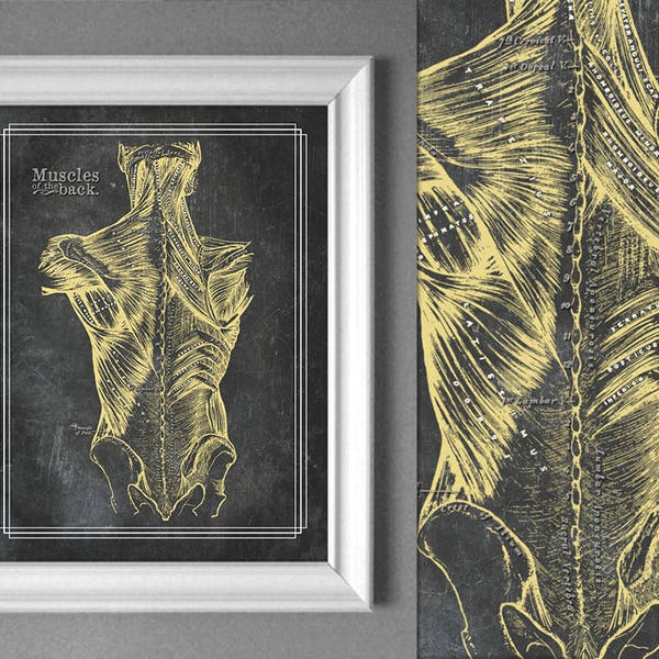 Muscle Anatomy Gym Poster - Etsy