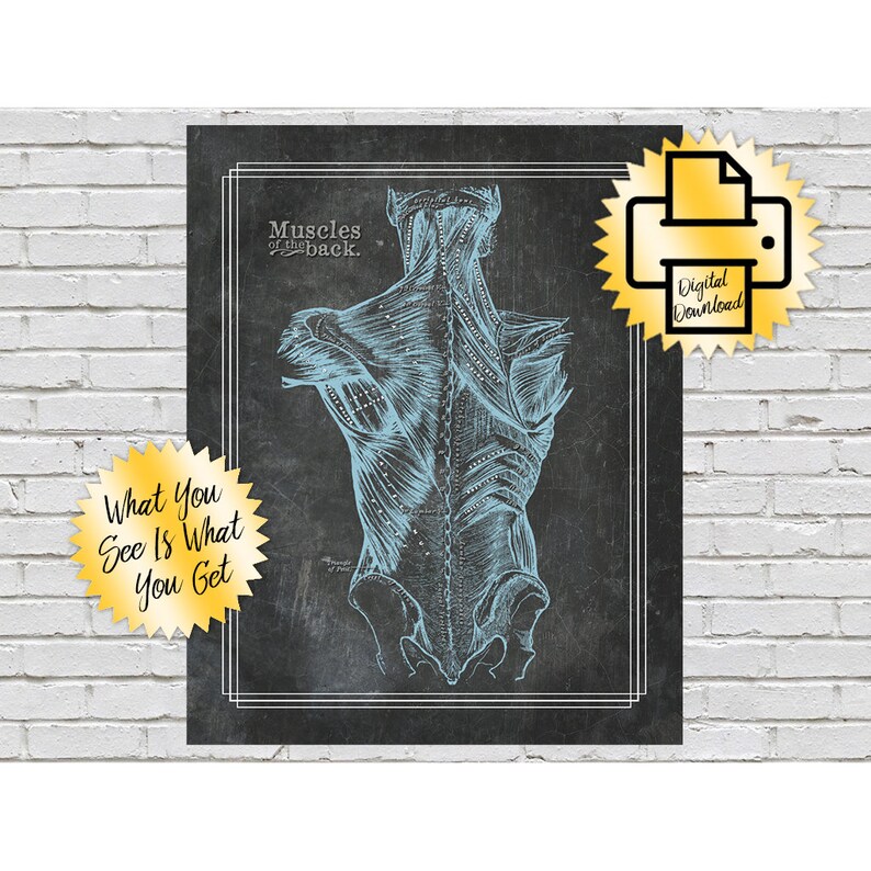 Print at Home 8x10 Grays Anatomy Back Muscles Chart Vintage Medical ...