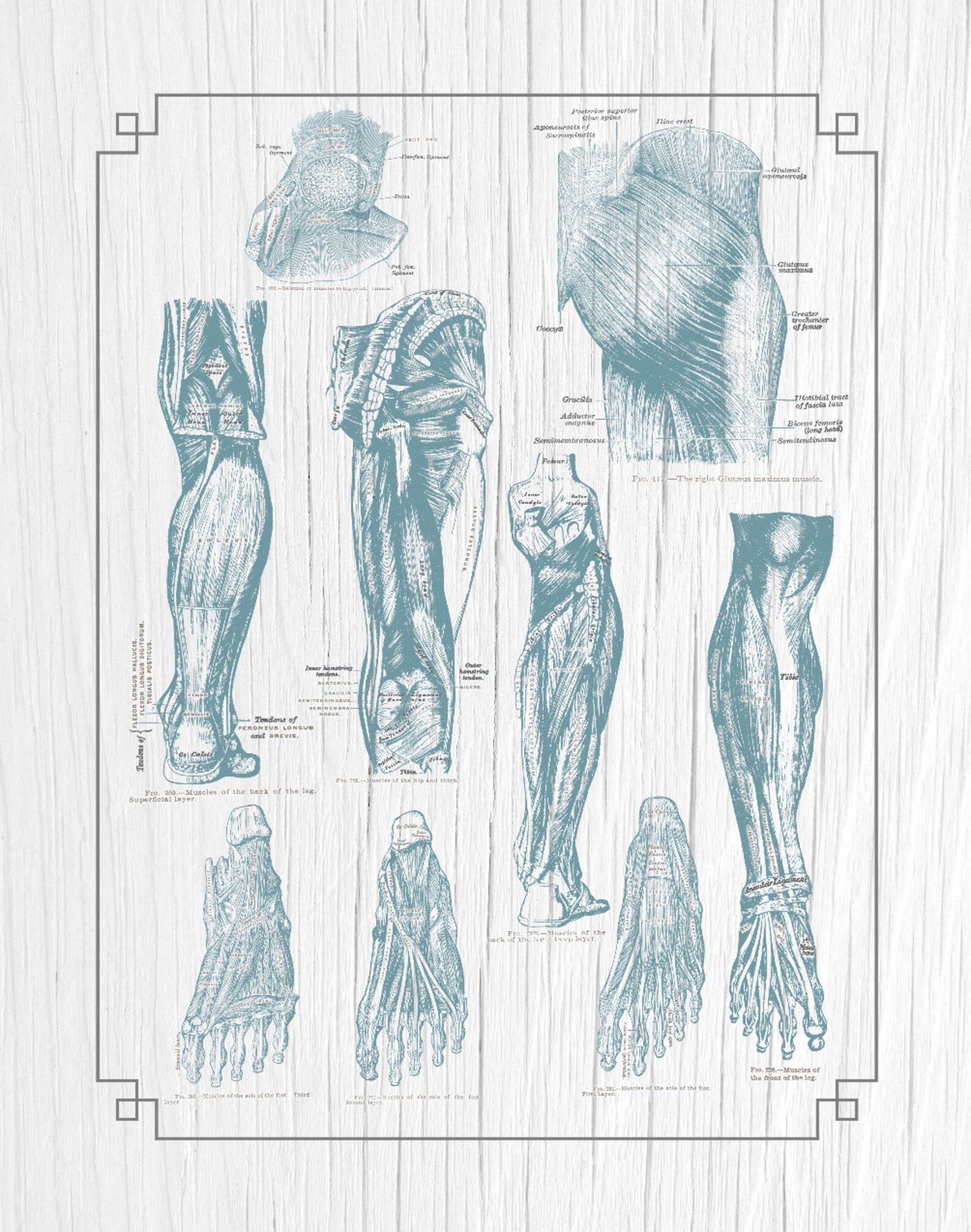 Customizable Grays Anatomy Glute Foot Leg Muscles Brown White - Etsy