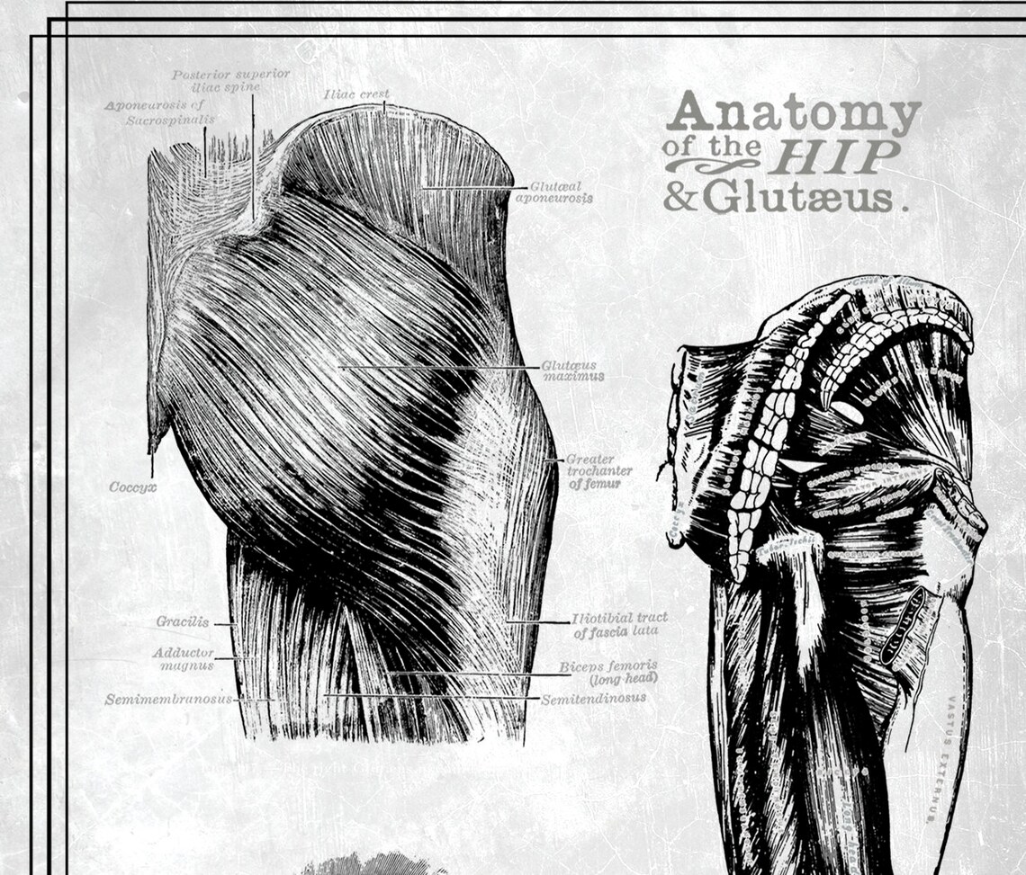 Print at Home Grays Anatomy Gluteus Glutes Muscles Chart | Etsy