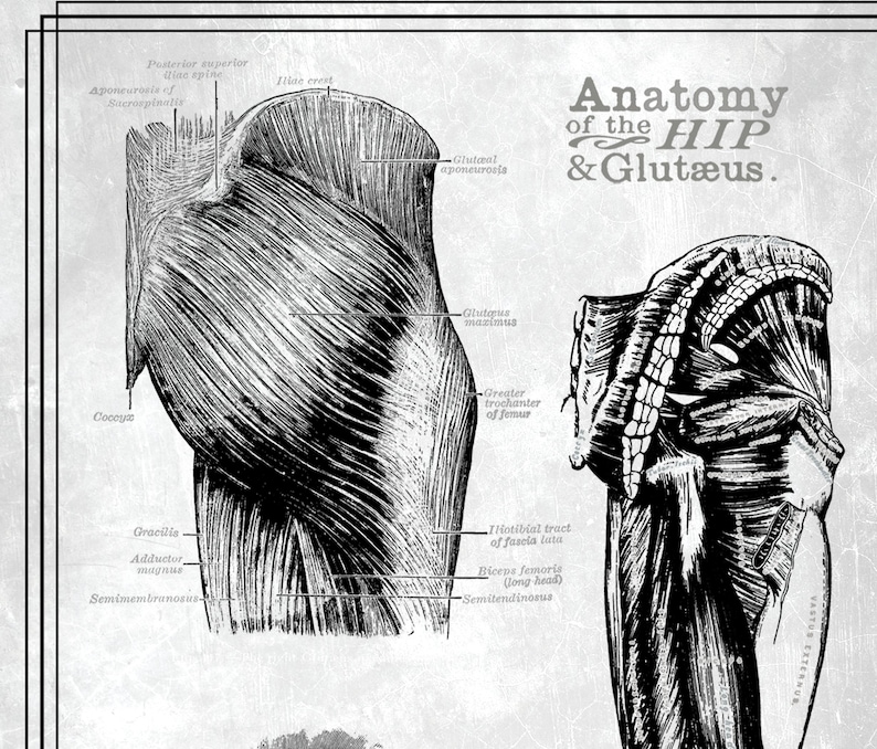 Print at Home Grays Anatomy Gluteus Glutes Muscles Chart - Etsy